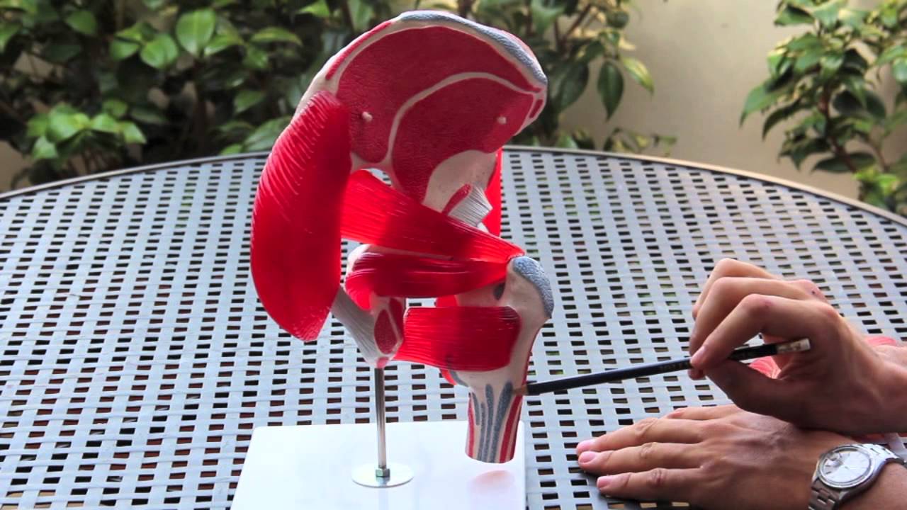 Bacino: i muscoli dell'anca - YouTube