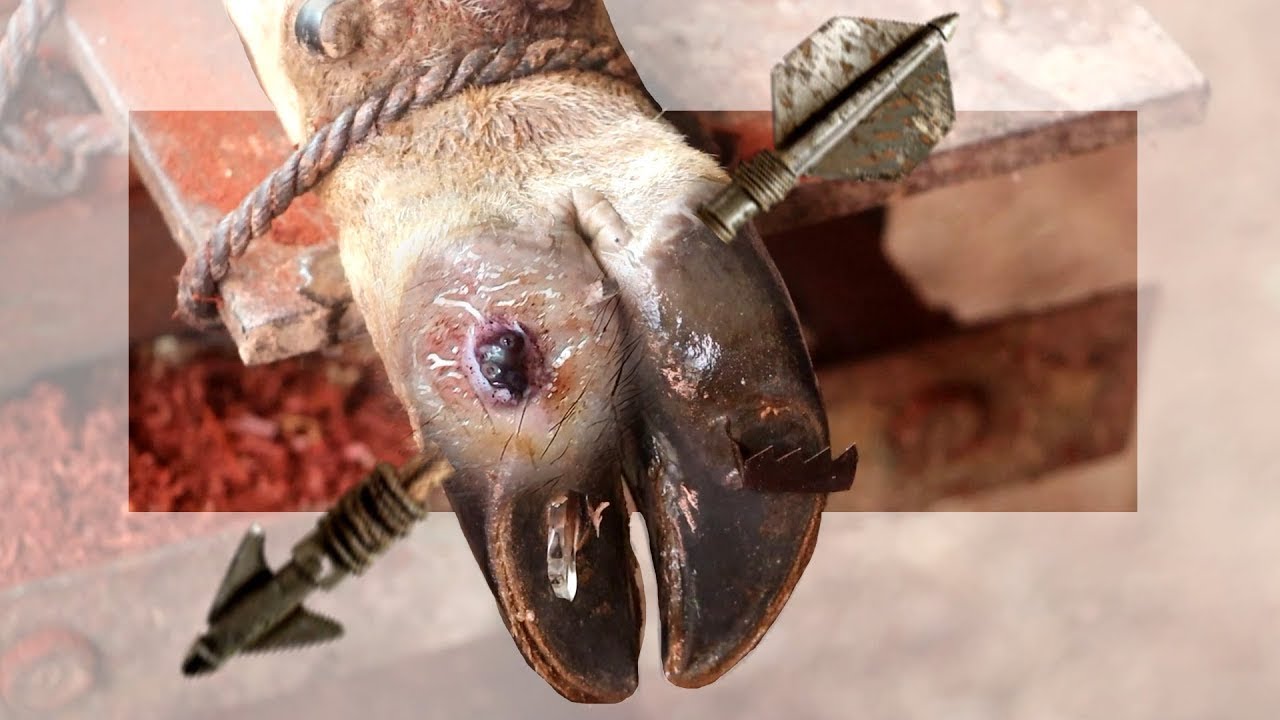 Treatment of severely infected hoof, Cutting, hoof - YouTube