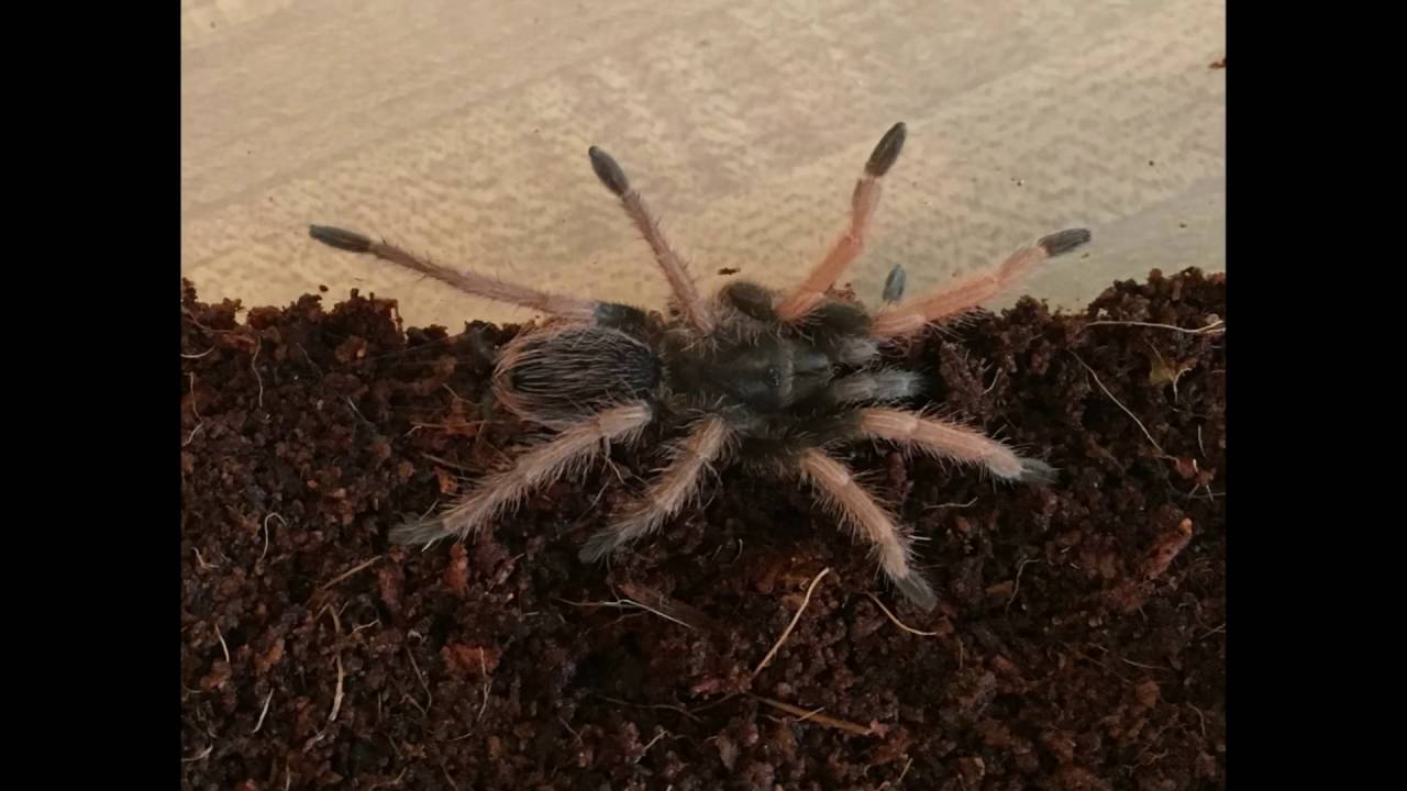 Arachnoiden.com Review - YouTube