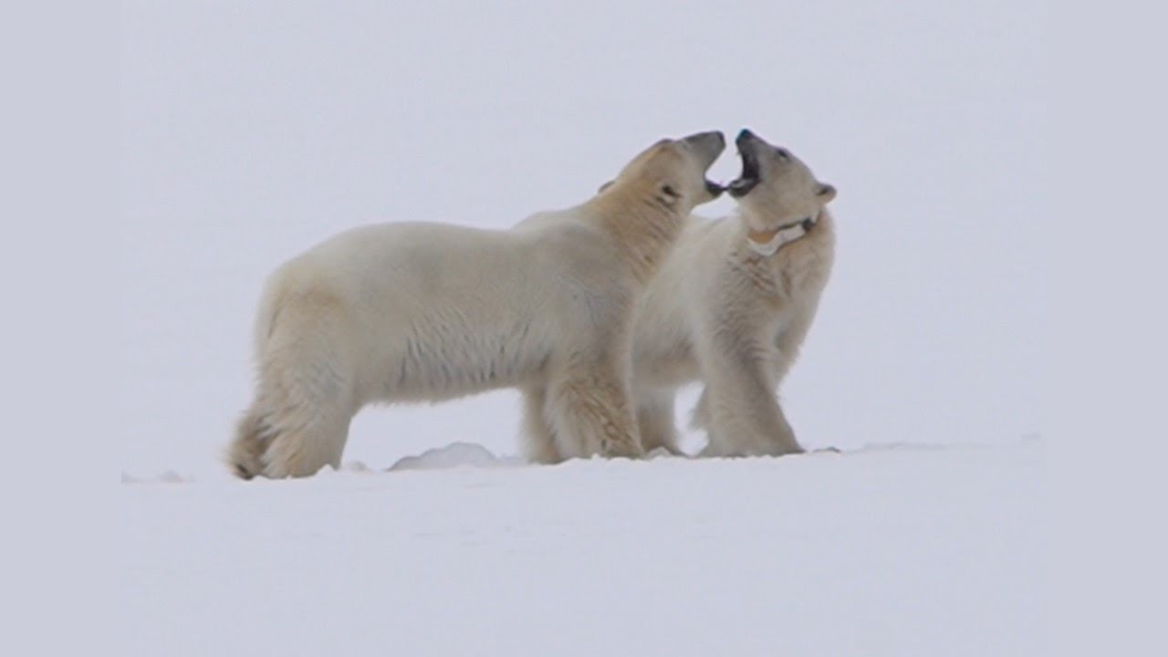 Svalbard Polar Bear Mating Youtube