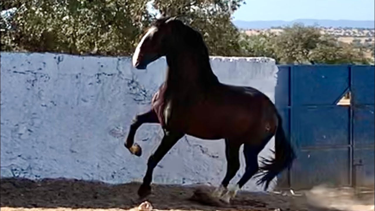 Caballo y yegua in love.juego caballos.Horse and mare play.Horse mating ...