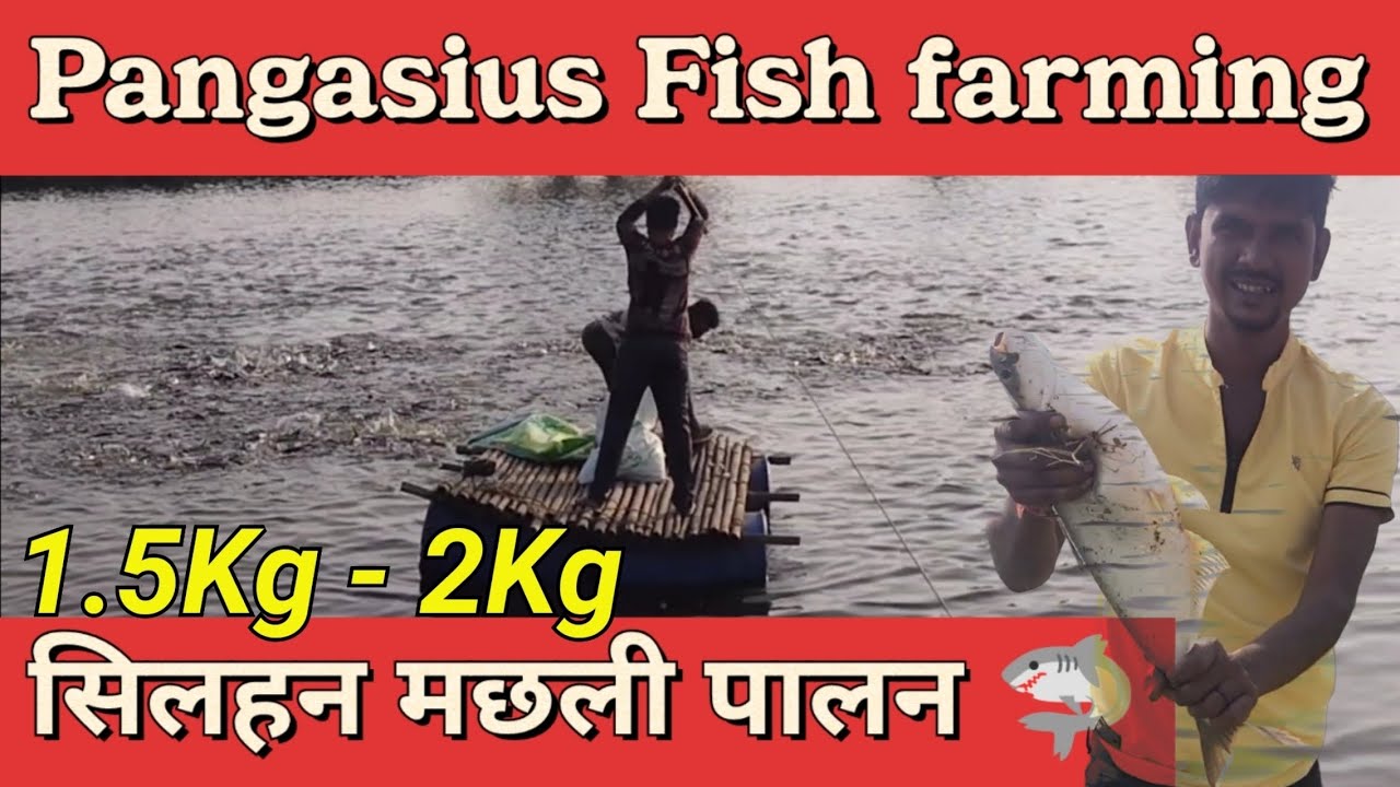 How to Boost Your Pangasius Fish Farm with Integrated Farming - YouTube