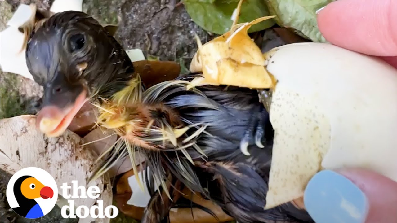 Duckling Was Afraid Of Water Until This Girl Teaches Him To Swim | The ...