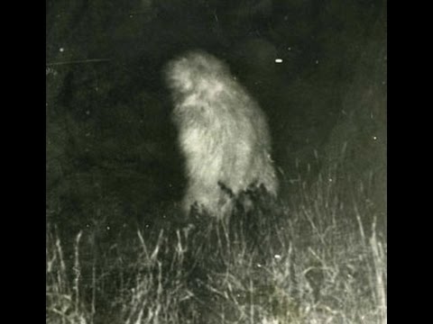 Cryptids and Monsters: The Lake Worth Monster, a scaly, "part-man, part ...