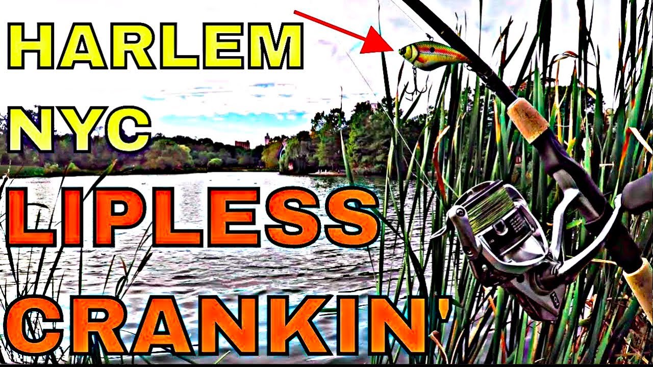 NYC Bass Fishing - Central Park - HARLEM MEER LIPLESS CRANKIN' - YouTube