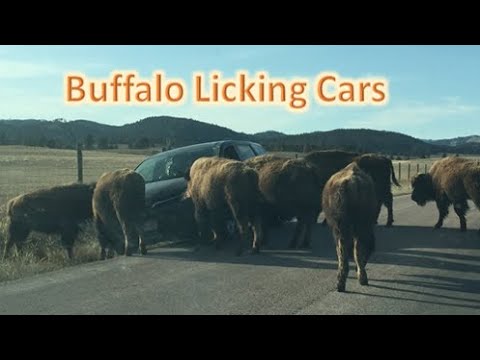 Buffalo Licking Cars at Custer State Park - YouTube
