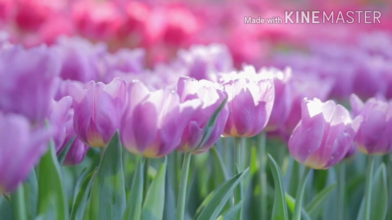 Excellent flower - YouTube
