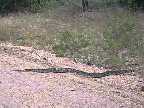 Luislang in Kruger - YouTube
