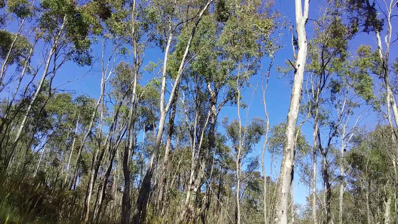 Koala making a noise - YouTube