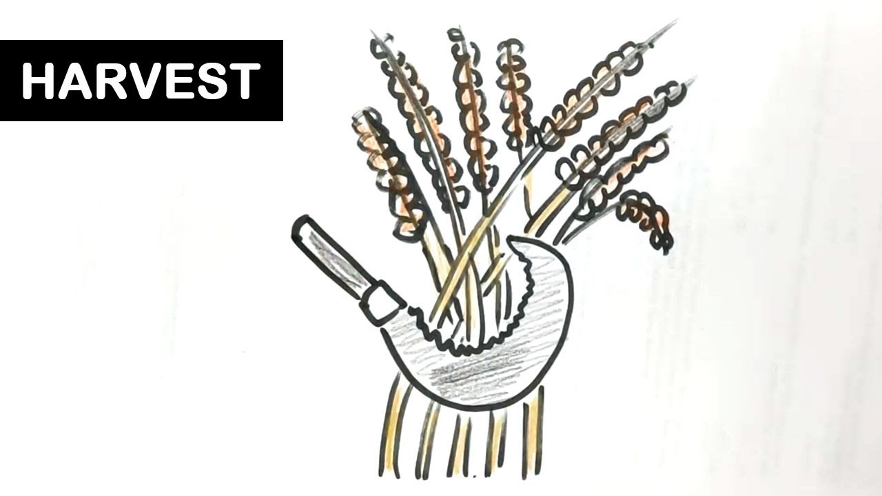 How to draw a sickle reaping wheat (harvest). Step by step drawing ...