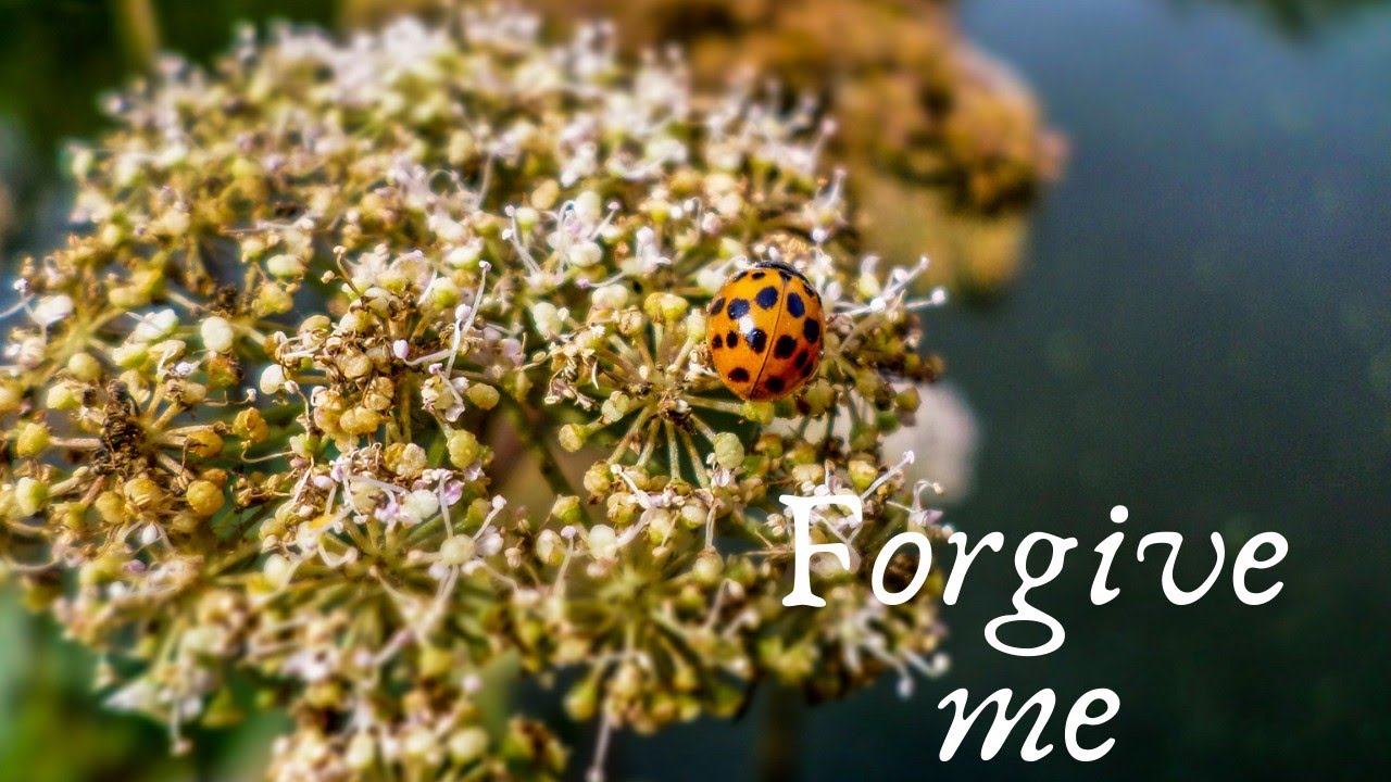 Danny Wilkes - Forgive Me | Original Song (Lyrics) - YouTube