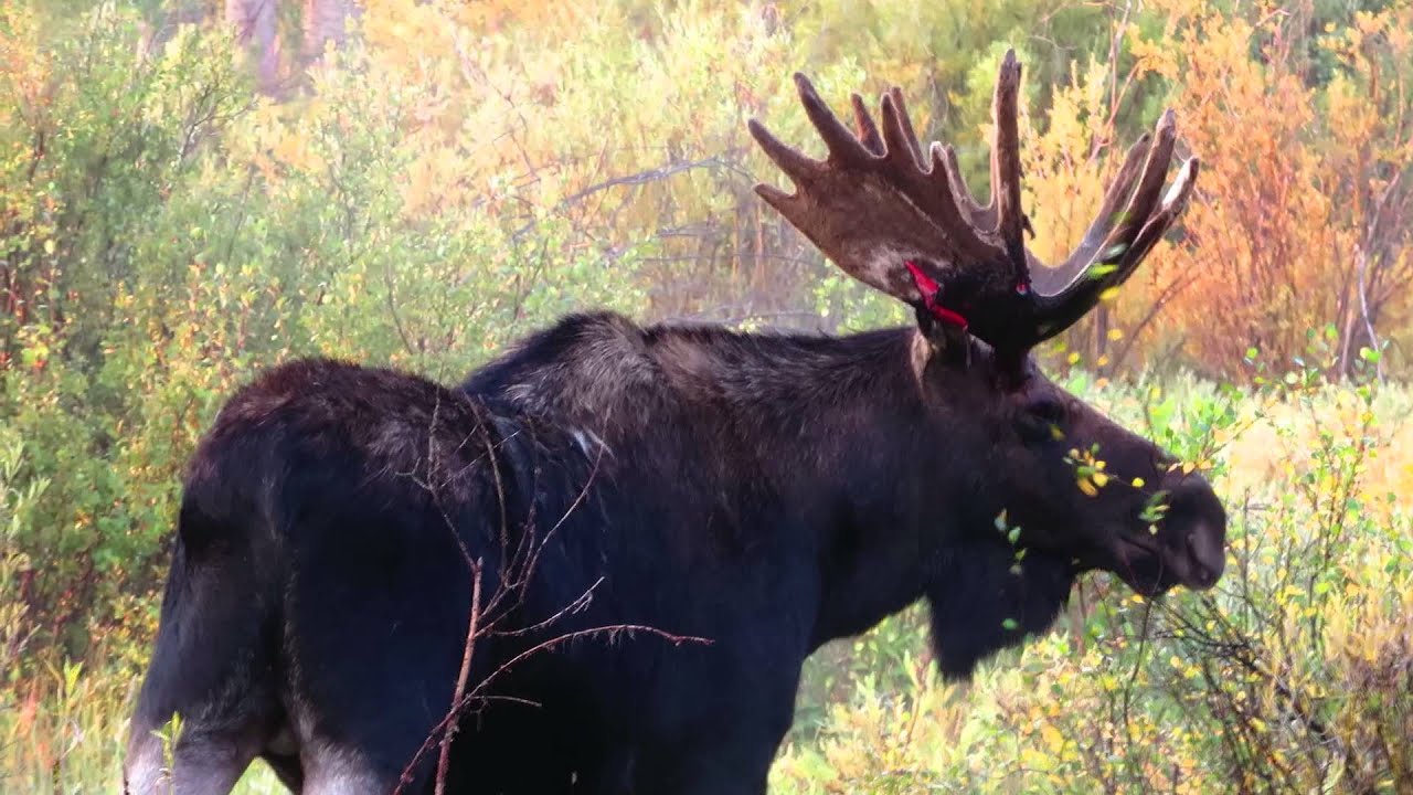 Bull Moose,bloody antlers - YouTube