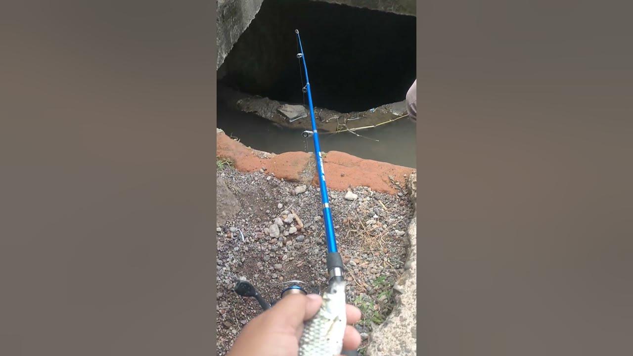 mancing ikan di bawah gorong"#mancing #mancingmantap #mancingmania - YouTube