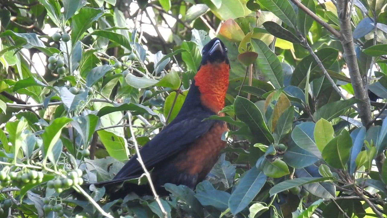 Red ruffed Fruitcrow / Colombian Birds - YouTube