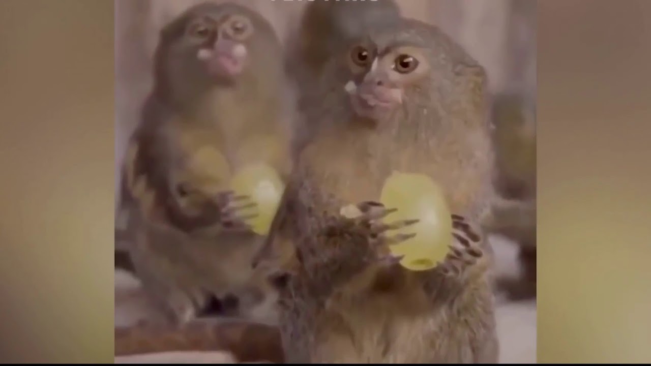 Num num nUM NUM MEME - YouTube