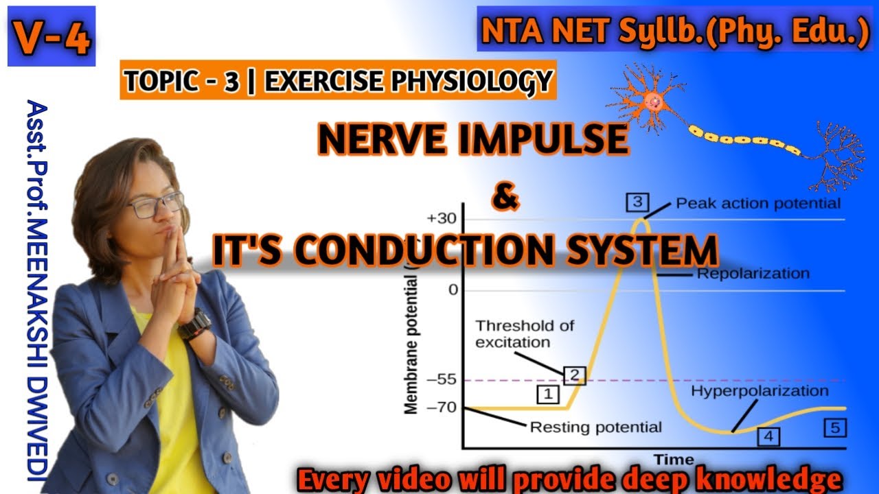 (V-4) NERVE IMPULSE CONDUCTION SYSTEM | NEURAL CONTROL AND COORDINATION ...