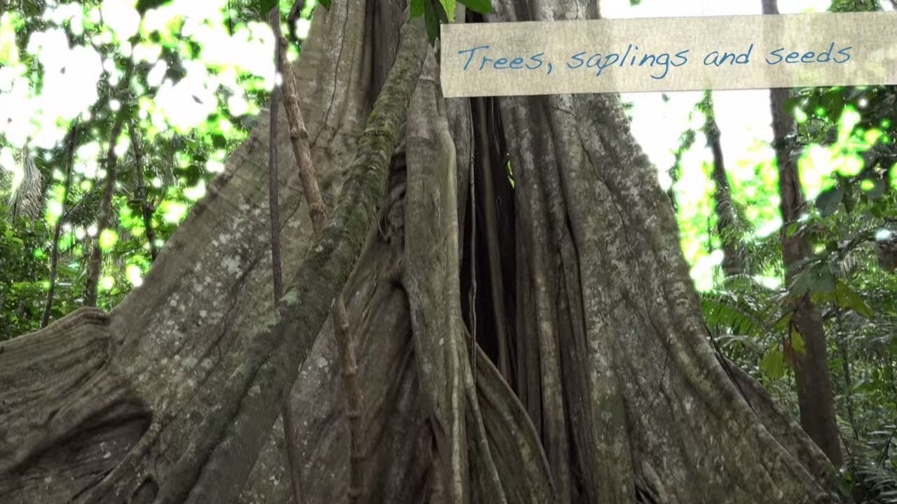 Fieldwork in the Peruvian Amazon | Trees, Saplings and Seeds - YouTube