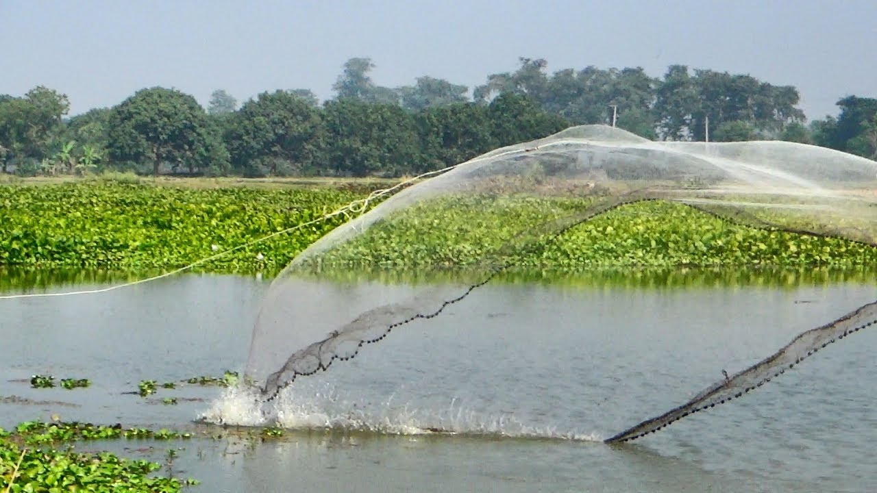 Net Fishing | Catching Fish By Cast Net | Fishing with beautiful nature ...