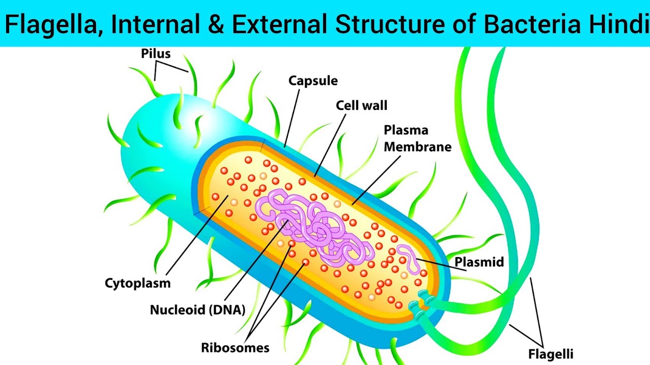 L-6 Microbiology - Structure of Bacteria Hin | Internal or External ...