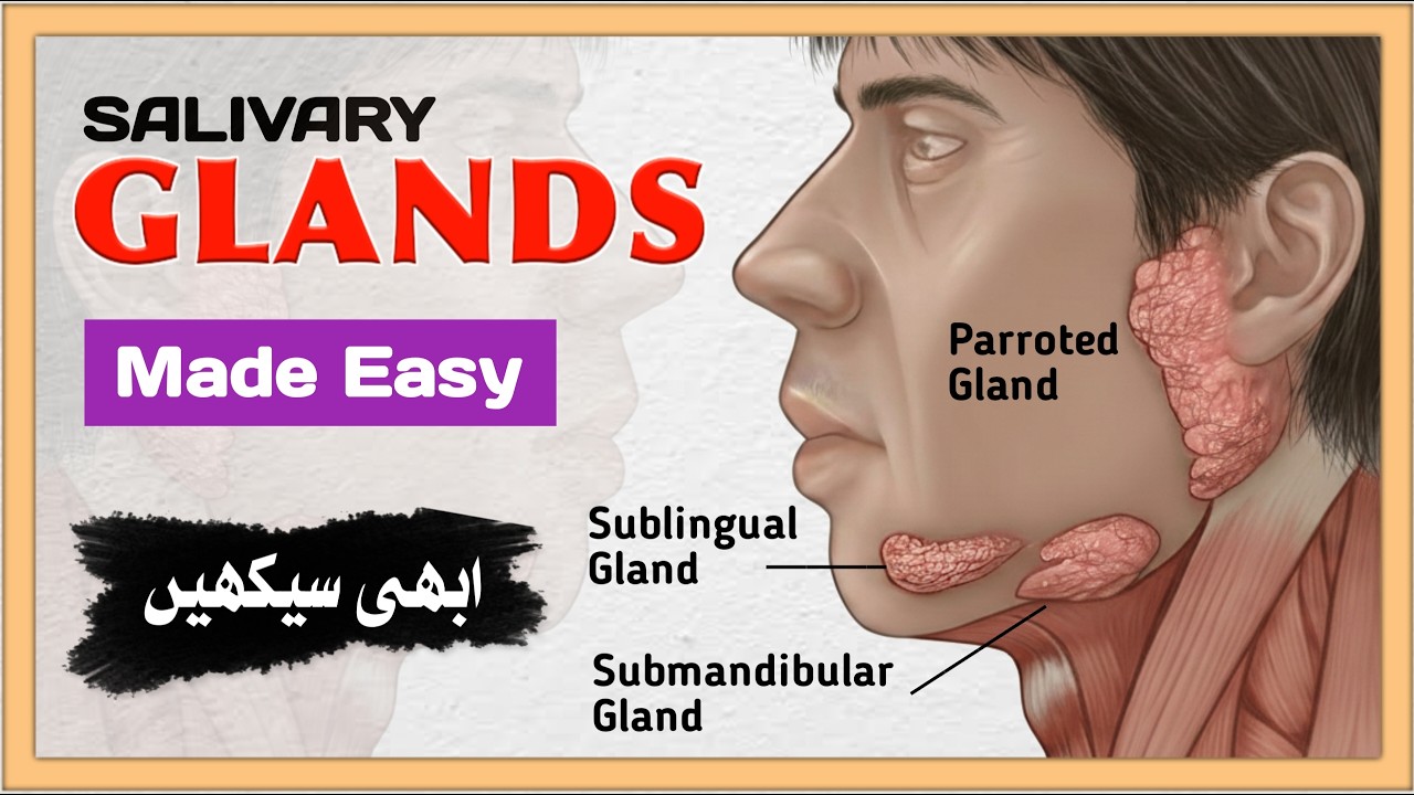 Salivary Glands Explained PERFECTLY | Parotid, Submandibular ...