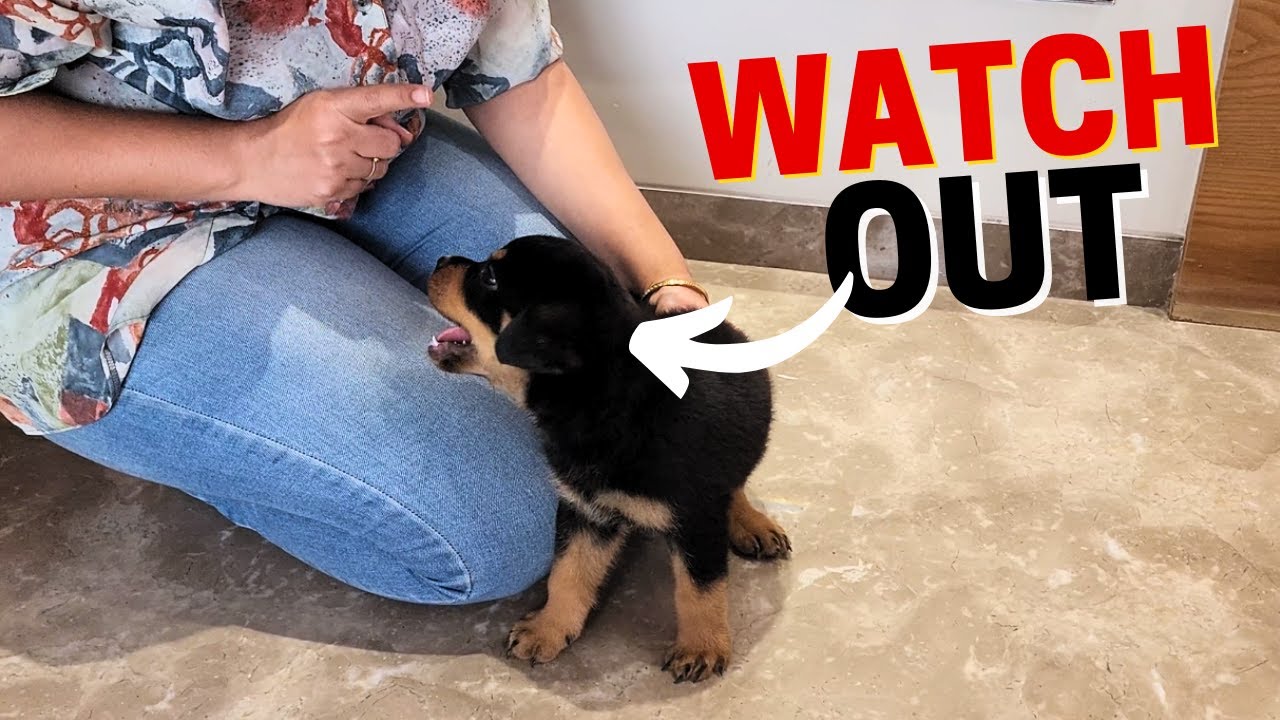 Early Signs that your Rottweiler is Aggressive! - YouTube