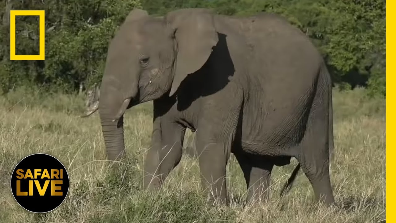 WATCH NOW: Safari Live | National Geographic - YouTube