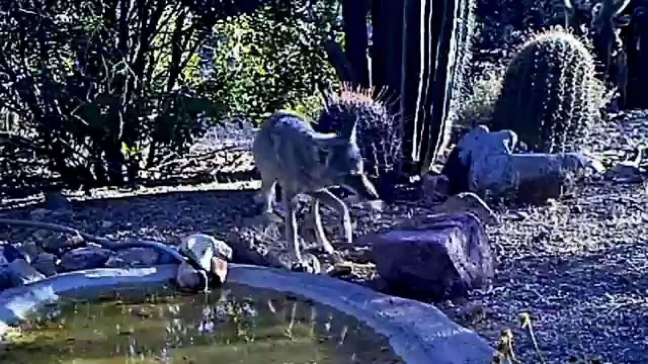 Coyote & cactus - YouTube