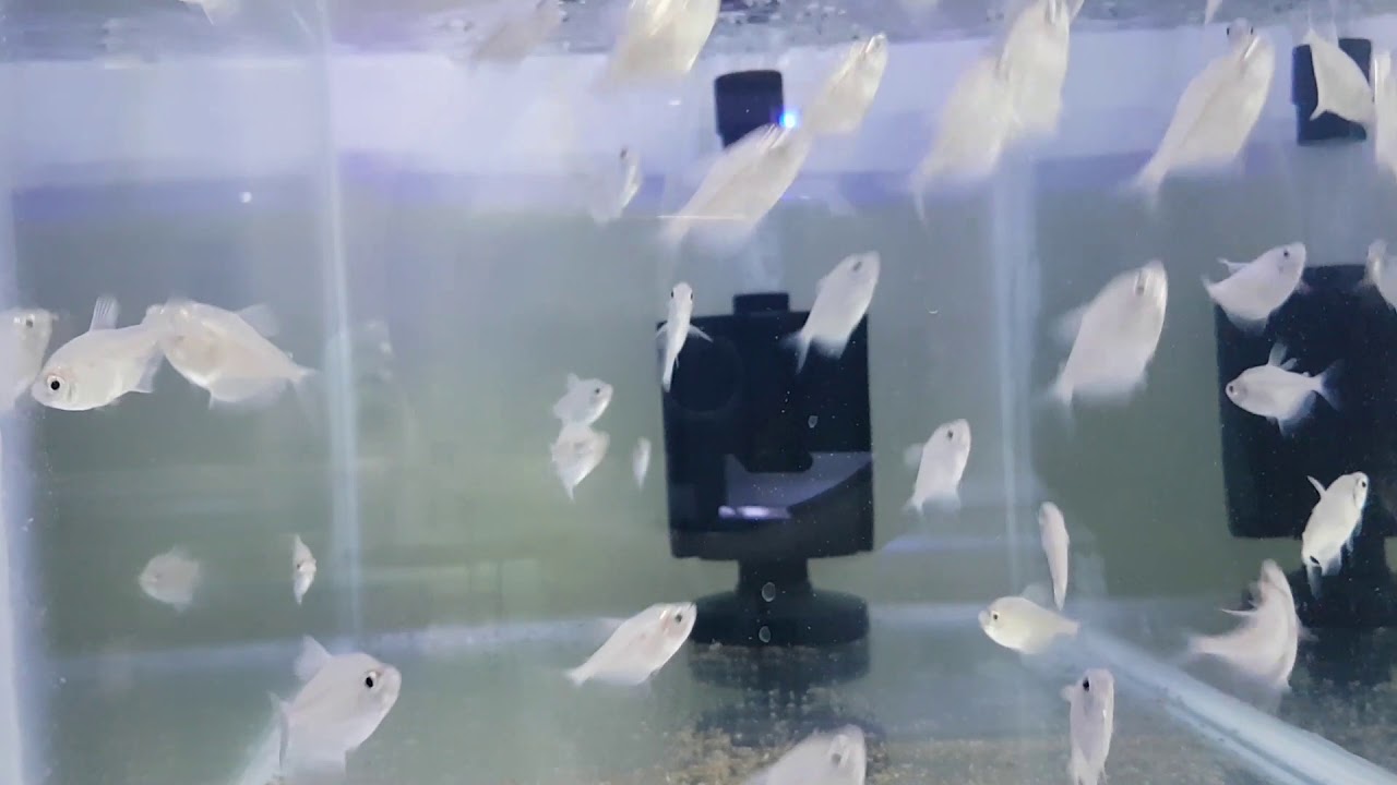 Beef Heart Mix Fish Feeding - YouTube