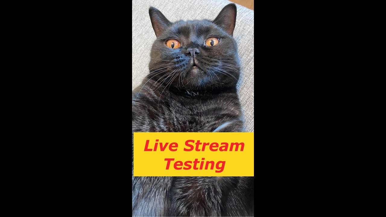 Live Stream Testing (Just a Cat Relaxing) (# 005） - YouTube