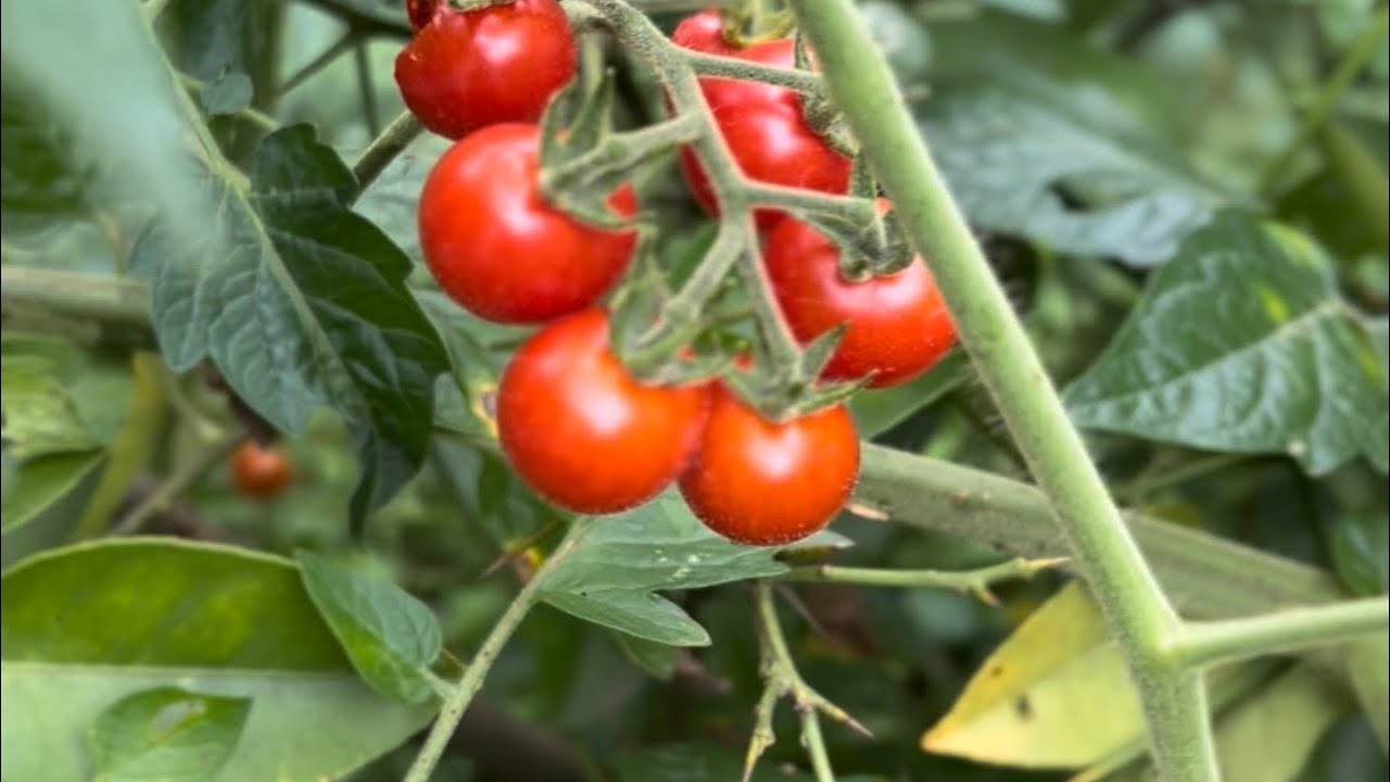 Salsa con Tomate Silvestre - Un Rico Vegetal Del Bosque - YouTube