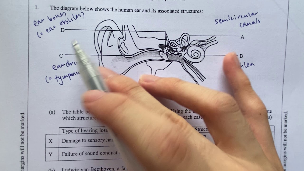 2018 DSE Biology Paper 1B Q1 Beethoven Hearing Loss 2018-dse-biology-paper-1b-q1-beethoven-hearing-loss