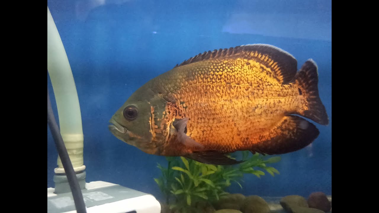 GIANT COPPER OSCAR FISH 🔥🔥🔥 - YouTube