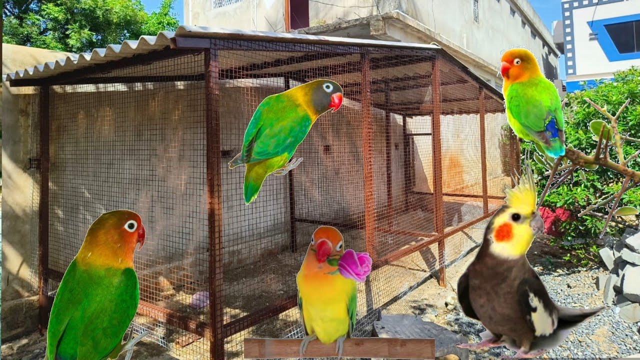 New Colony For New Budgies & Cockatiels / Love Birds /pineapple conure / Java Birds/ Finches ...