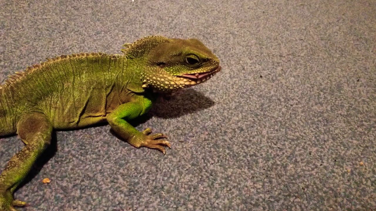 Lizzard eating#2 Morioworms - YouTube