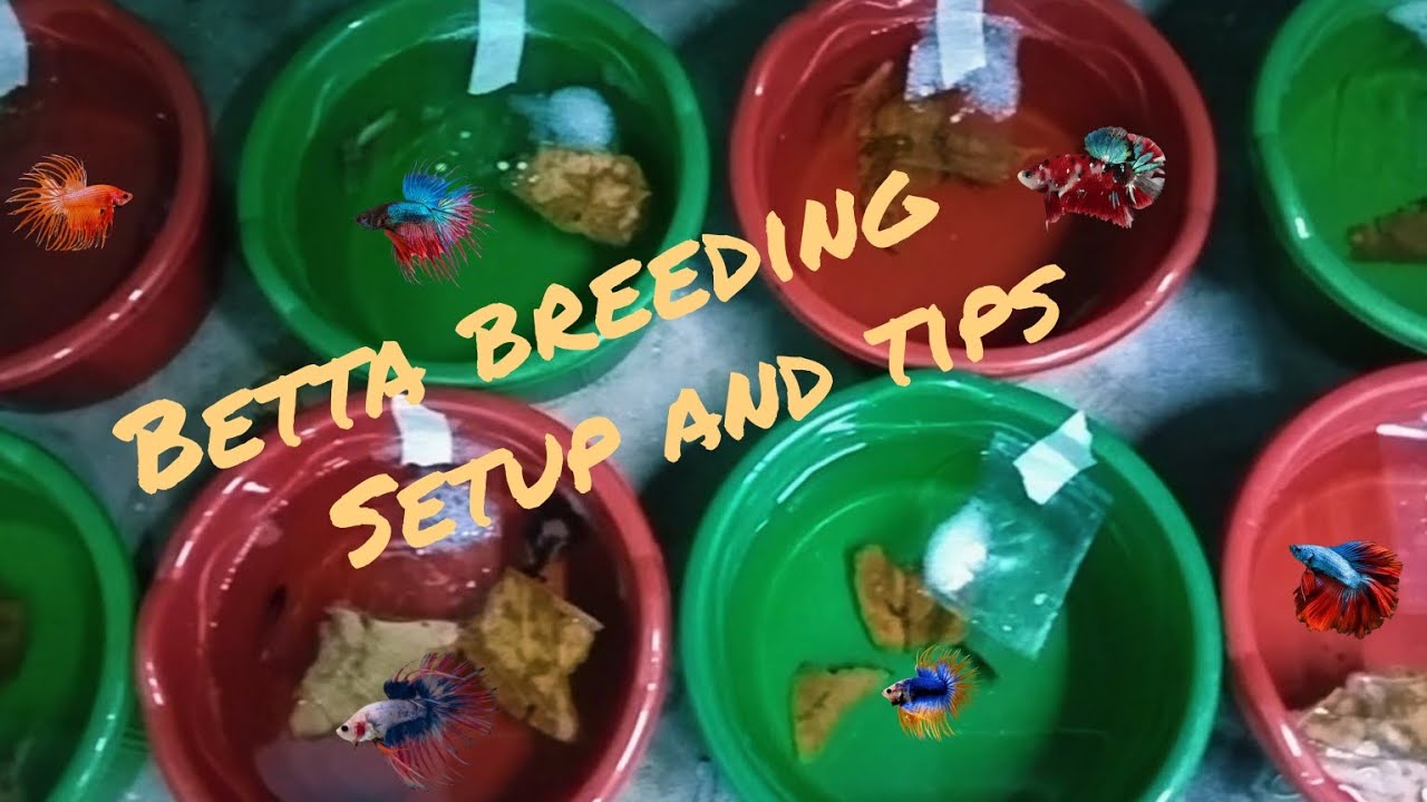 Betta breeding setup and tips ☺️ part 2 #breeding #bettafish - YouTube