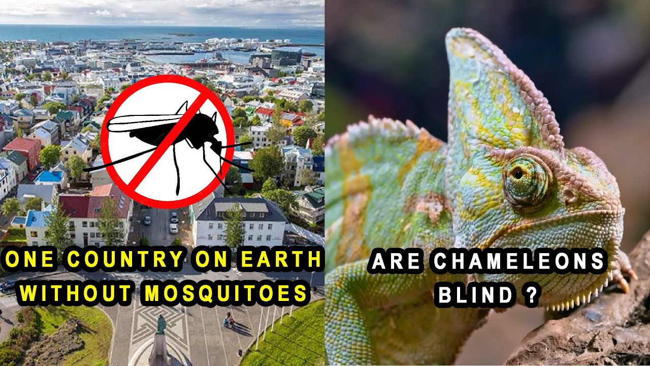THERE IS A COUNTRY WITHOUT MOSQUITOES,etc | INTERESTING FACTS PART 5 ...