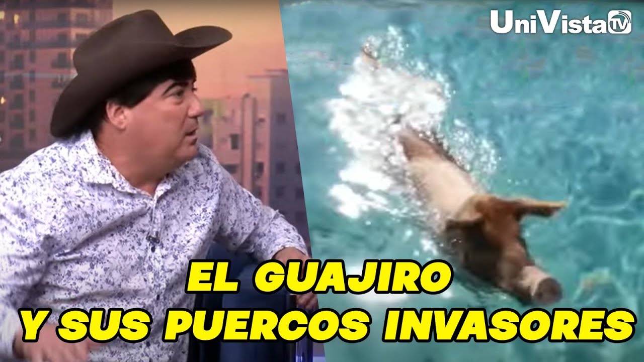 El guajiro y sus puercos invasores. No te lo pierdas - YouTube