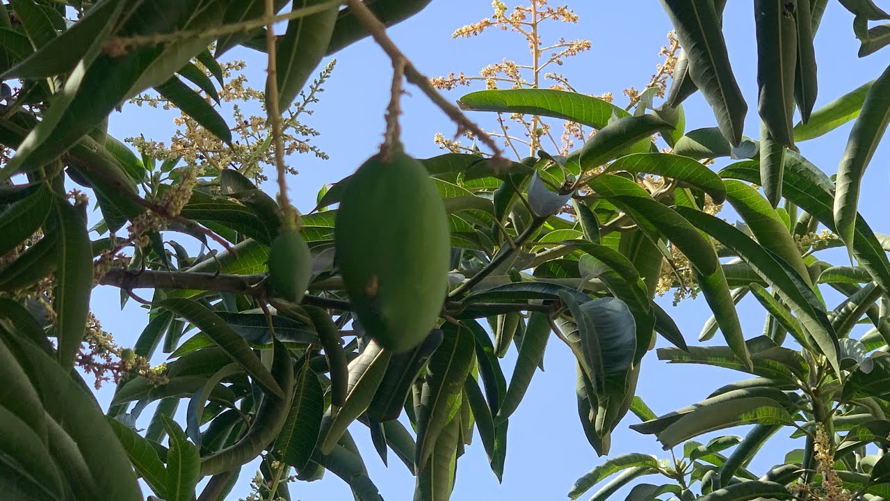 Surprised Climatic Changes/Mangoes In Winter - YouTube