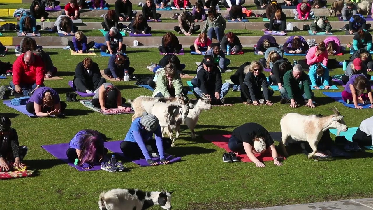 World Record Goat Yoga Class Held in Arizona - YouTube