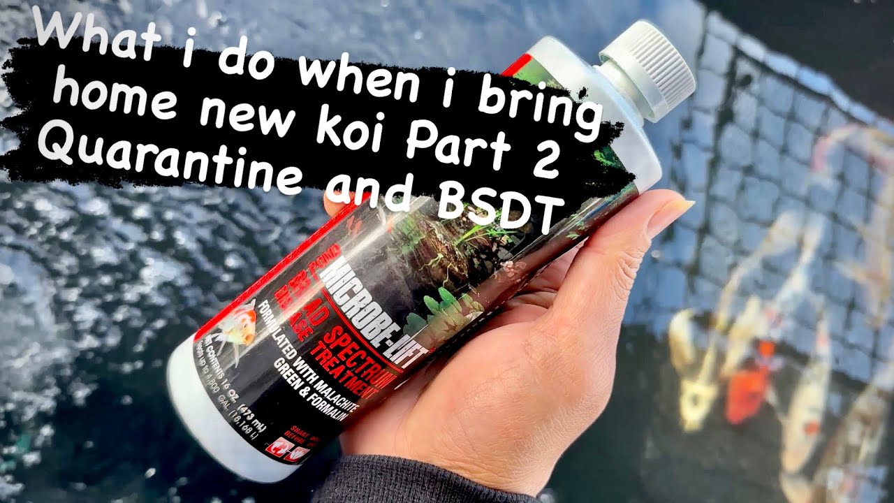 When i bring home new koi Part 2 Quarantine and BSDT #koi #microbelift ...