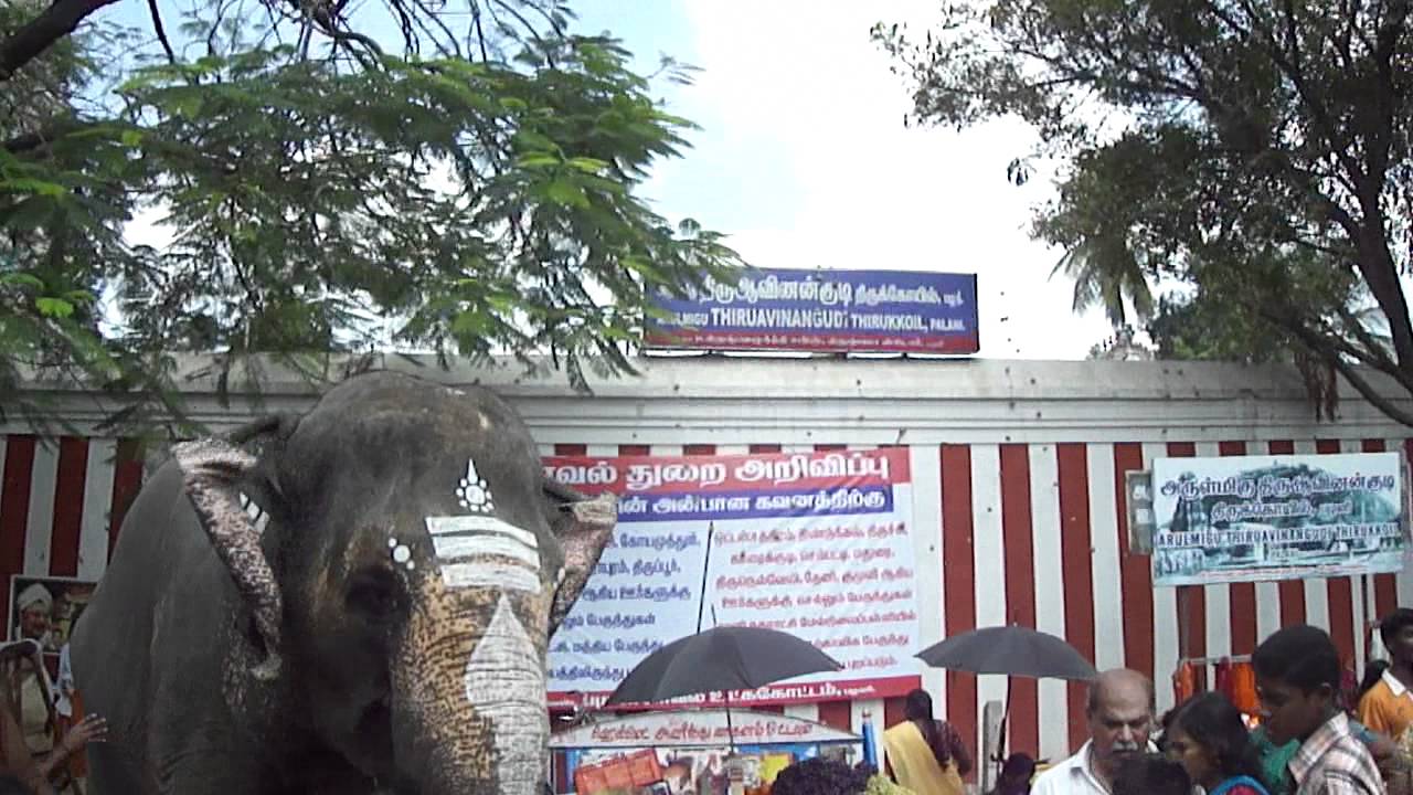 elephant in palani temple - YouTube