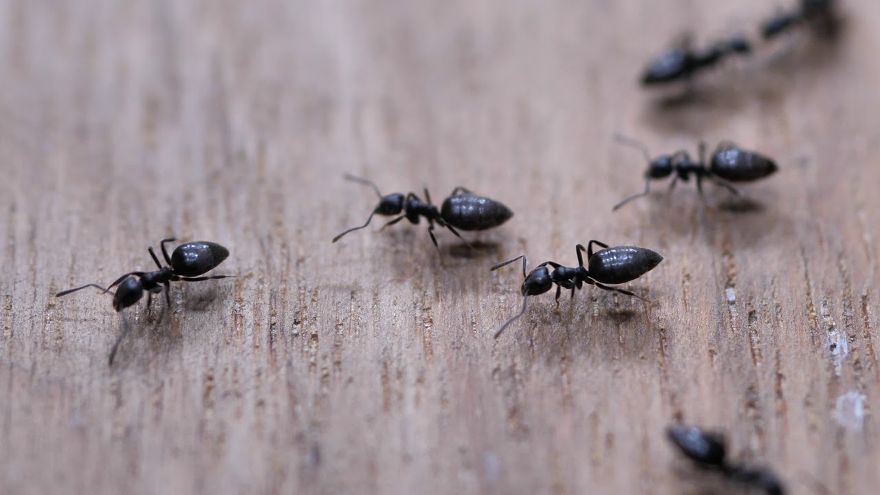 🛎 Cat GAMES ~ Catch or Count Ants [Game to Play or Video to Watch for ...