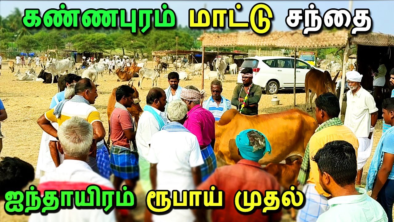 mattu santhai | kannapuram mattu santhai | நாட்டு மாட்டு சந்தை | மாட்டு ...