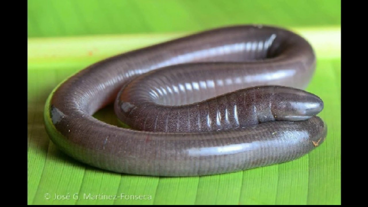 CLASE AMPHIBIA - YouTube