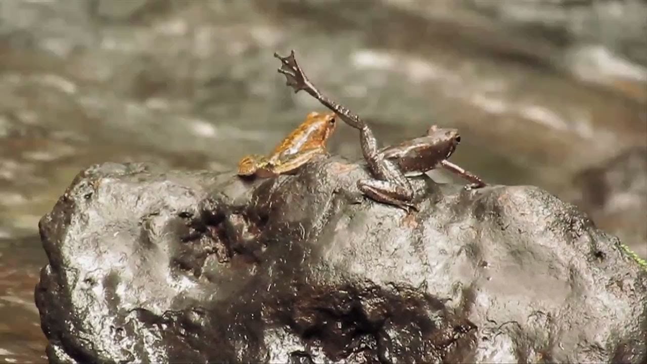 Micrixalus - dancing frogs of India - YouTube