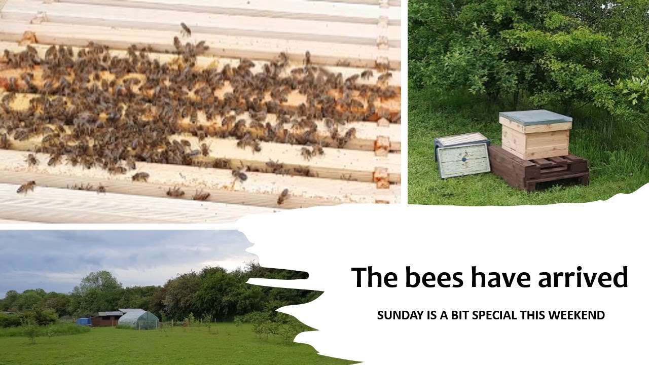 The bees have arrived (Sunday is a bit special this weekend) - YouTube