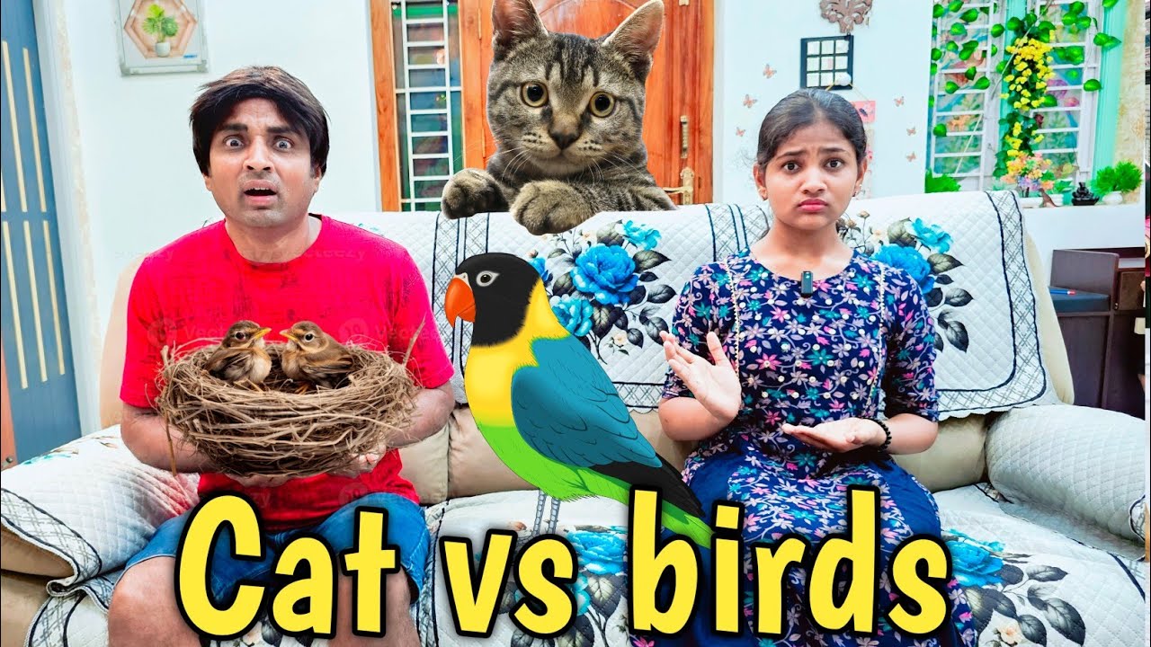 Cat vs birds 🐦 🐦‍⬛ 🐈 😻 | comedy video | funny video | Prabhu sarala lifestyle - YouTube