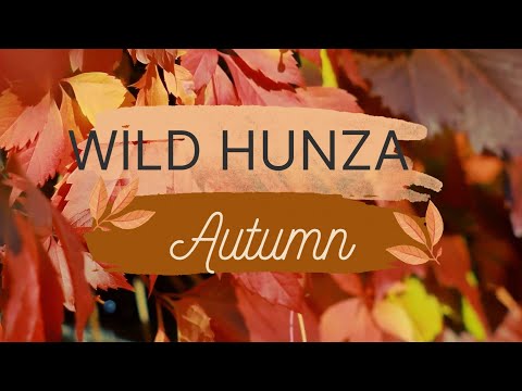 Amazing Nature Scenery & Relaxing Music for Stress Relief. stunning view of Autumn season.#short