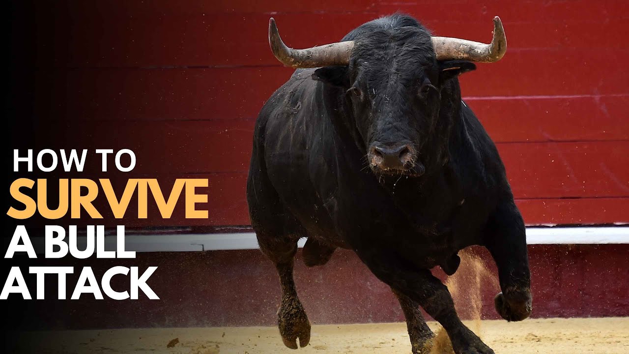 How To Survive a Bull Attack - YouTube