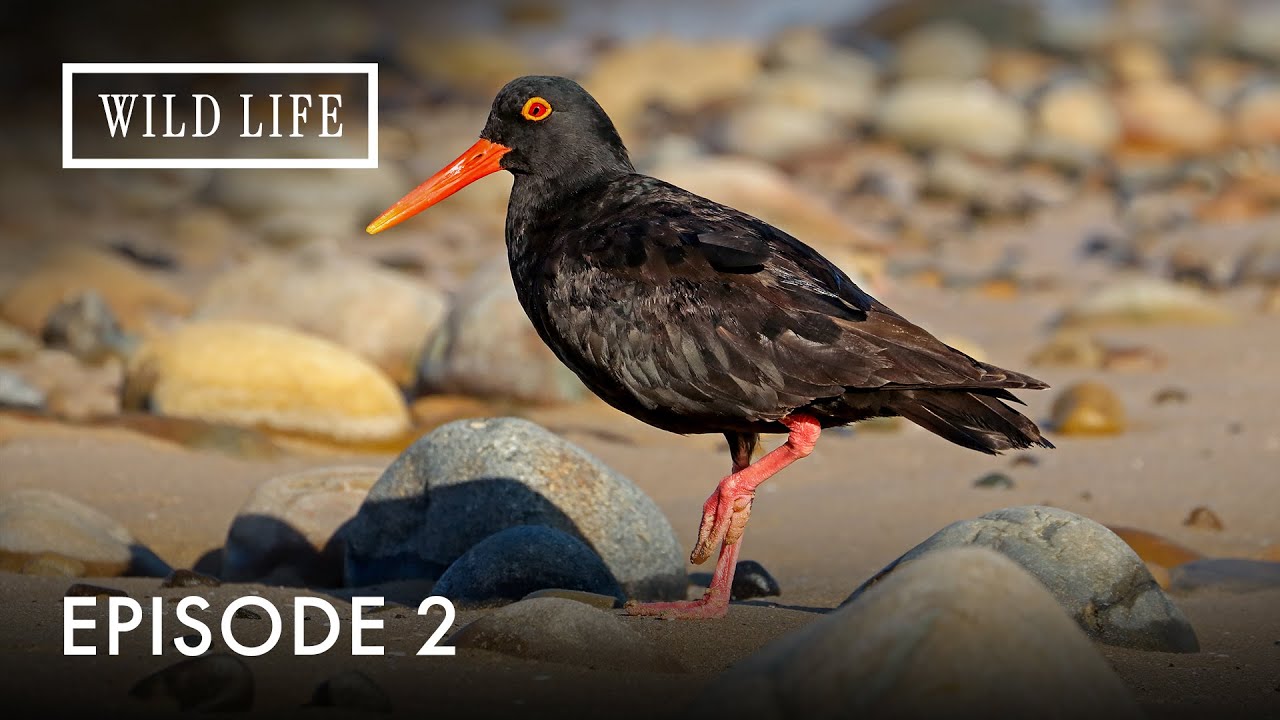 The Edge of Life on the African Coast | Two Oceans | Episode 2 - YouTube